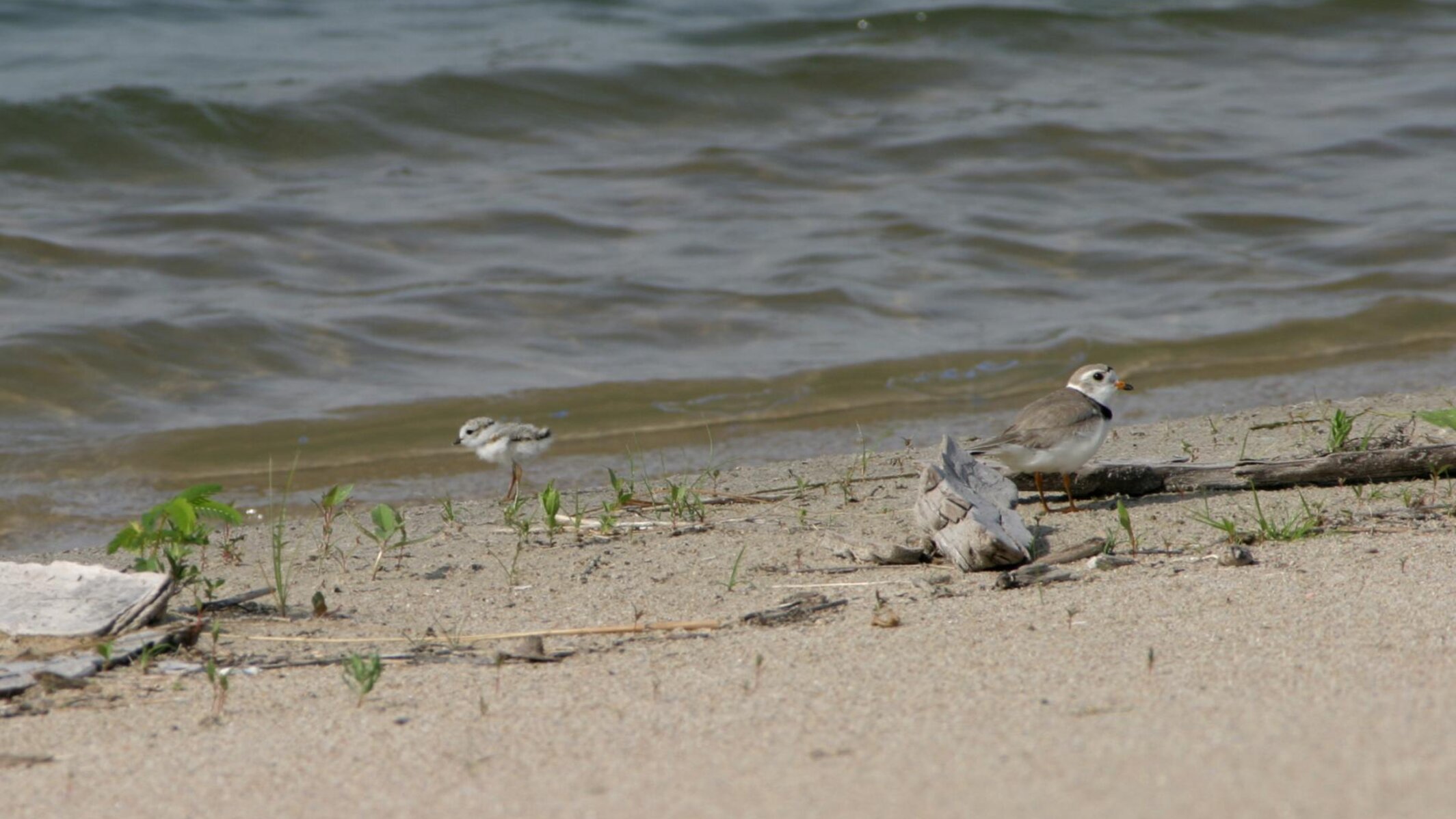 Piping Plover - Nest, Eggs, Chicks | Tern and Plover Conservation ...