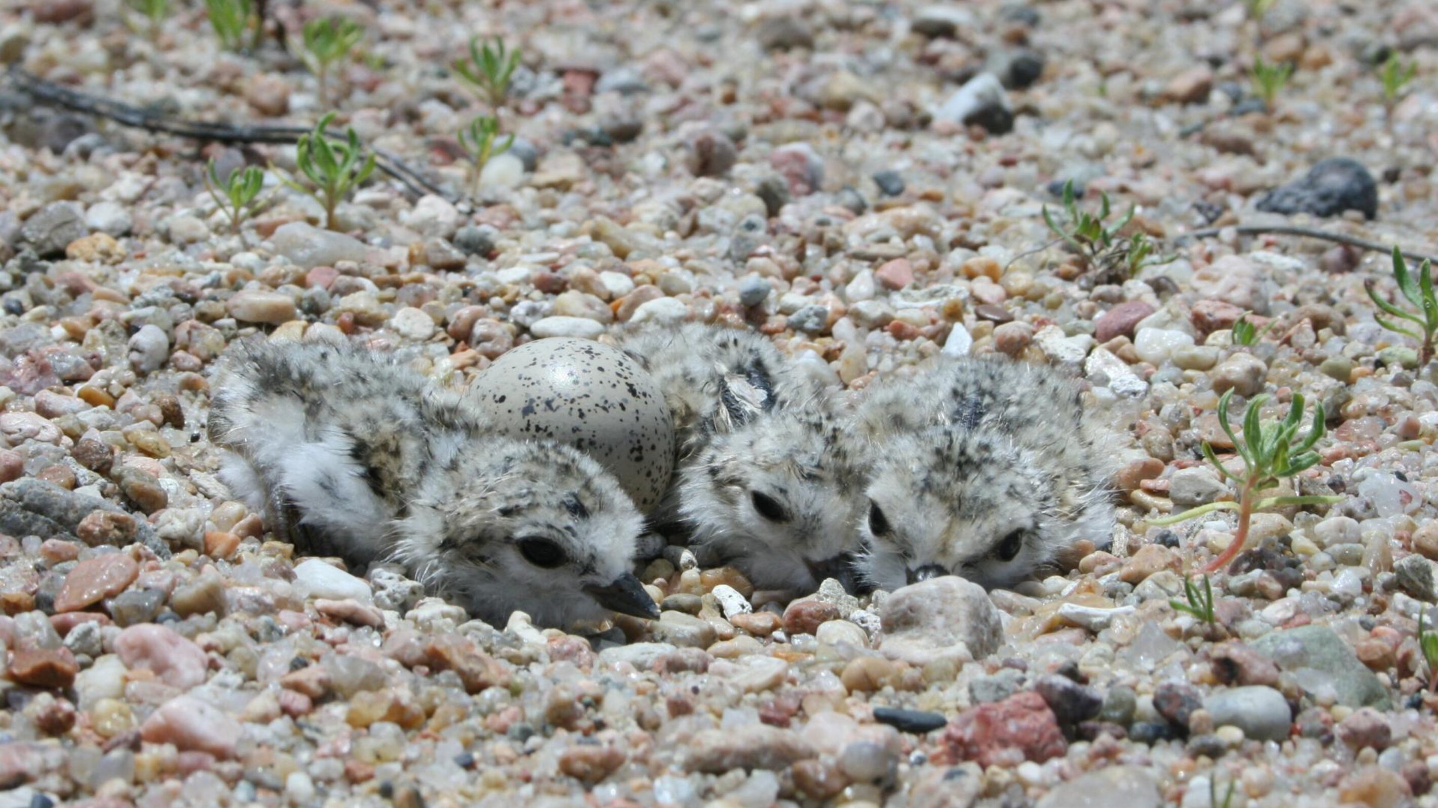 Piping Plover - Nest, Eggs, Chicks | Tern and Plover Conservation ...