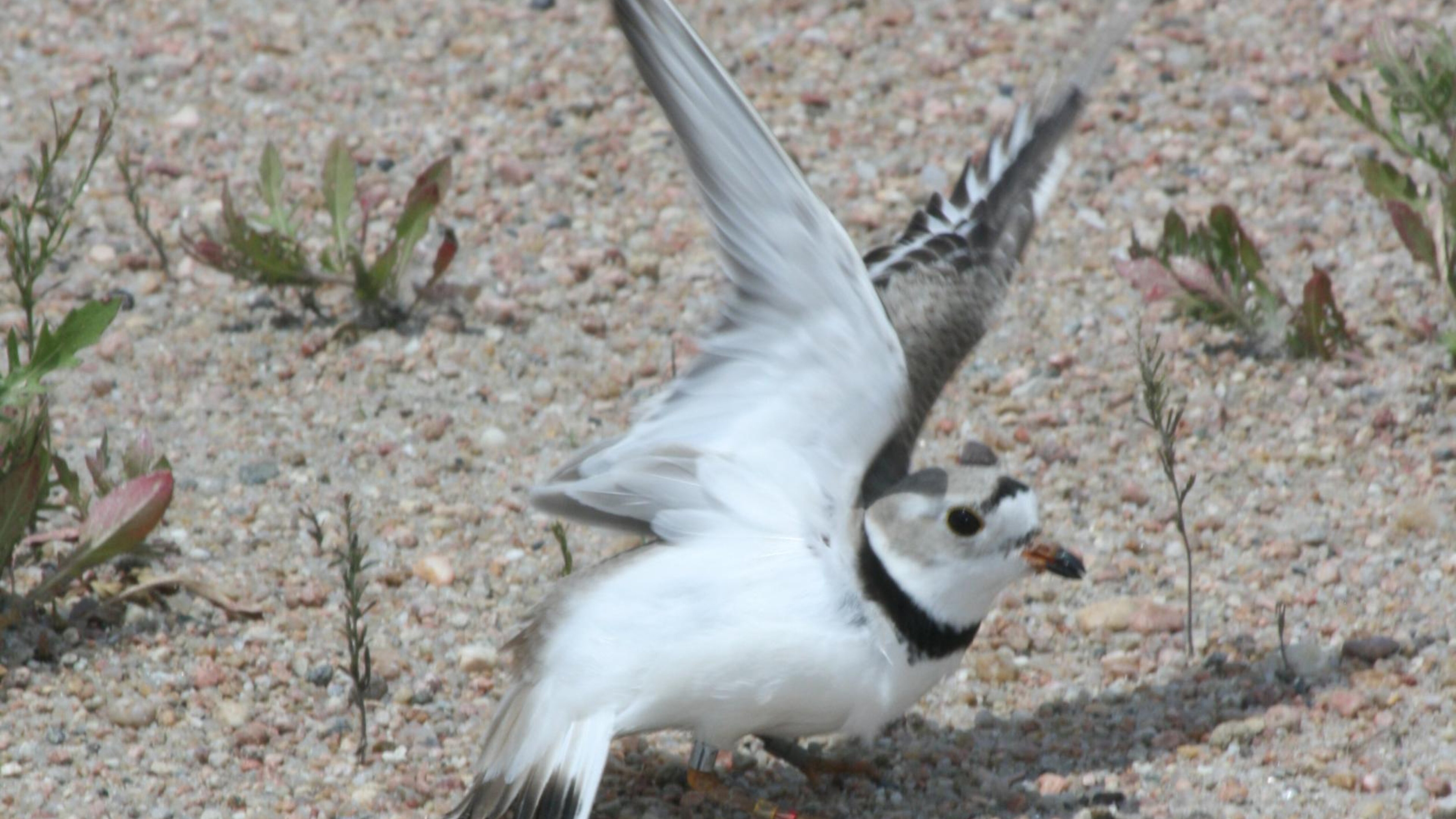 Piping Plover - Nest, Eggs, Chicks | Tern and Plover Conservation ...