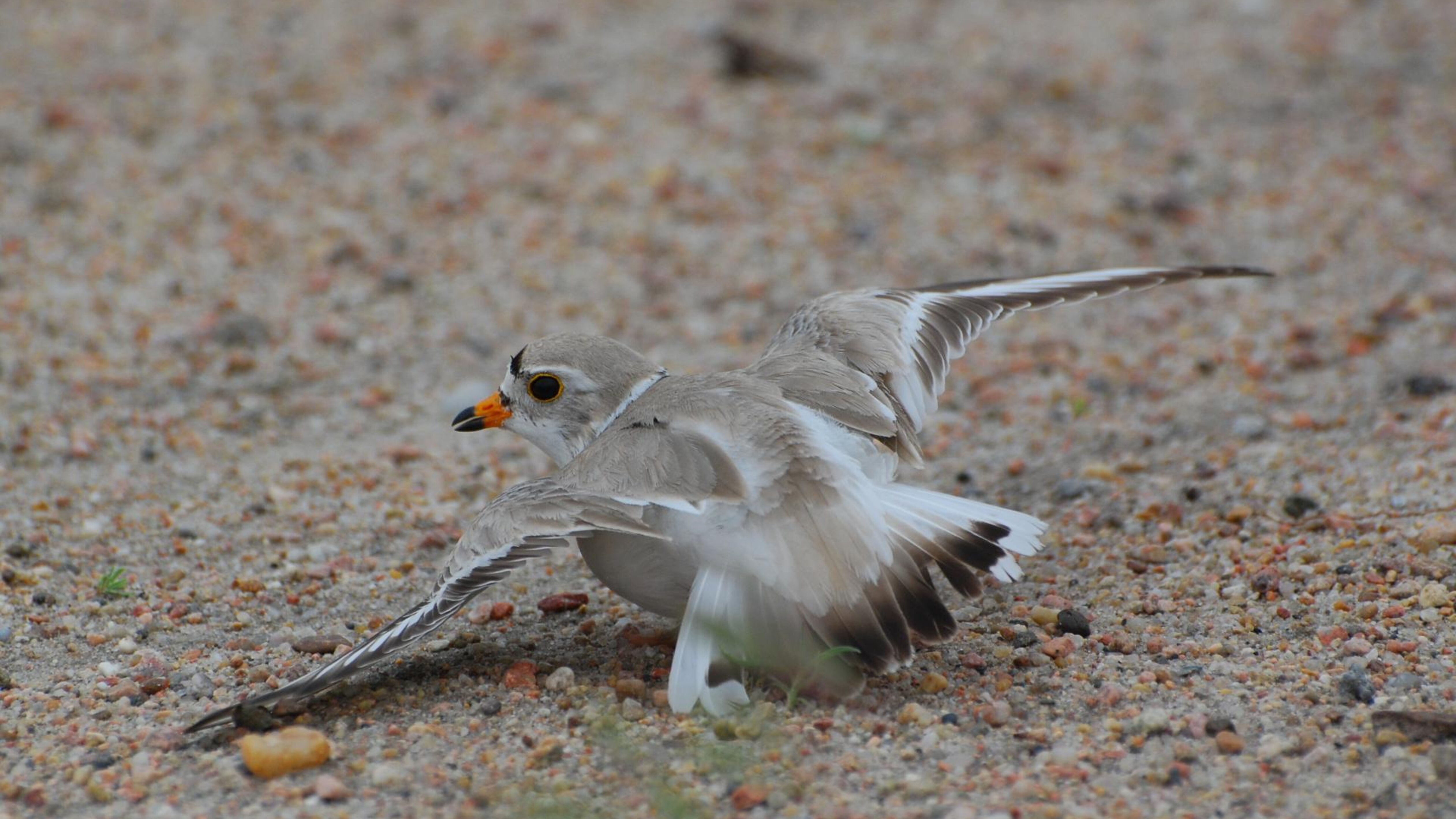 Piping Plover - Nest, Eggs, Chicks | Tern and Plover Conservation ...