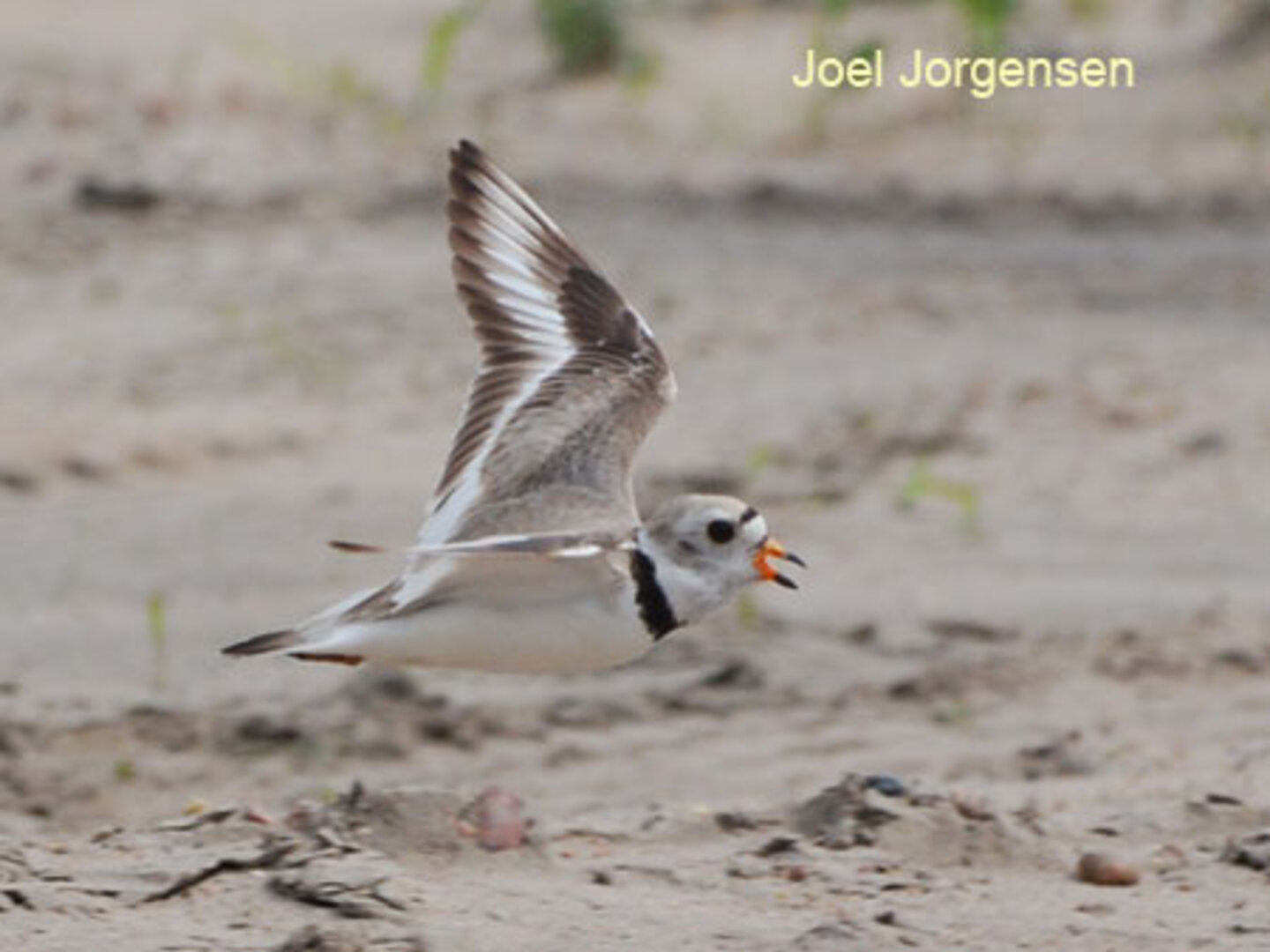 Tern and Plover Conservation Partnership | Nebraska