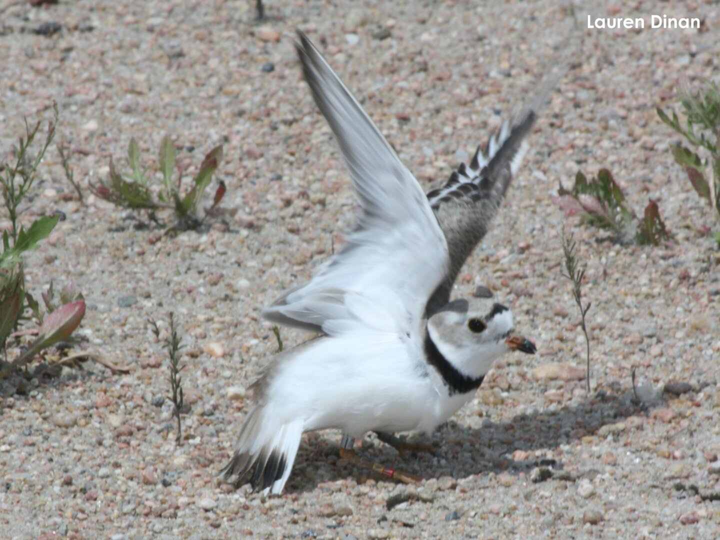 Piping Plover - Nest, Eggs, Chicks | Tern and Plover Conservation ...