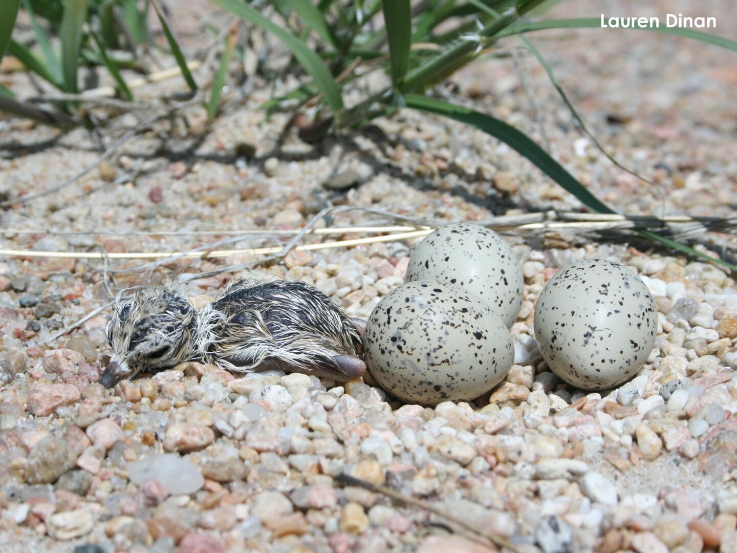 Piping Plover - Nest, Eggs, Chicks | Tern and Plover Conservation ...