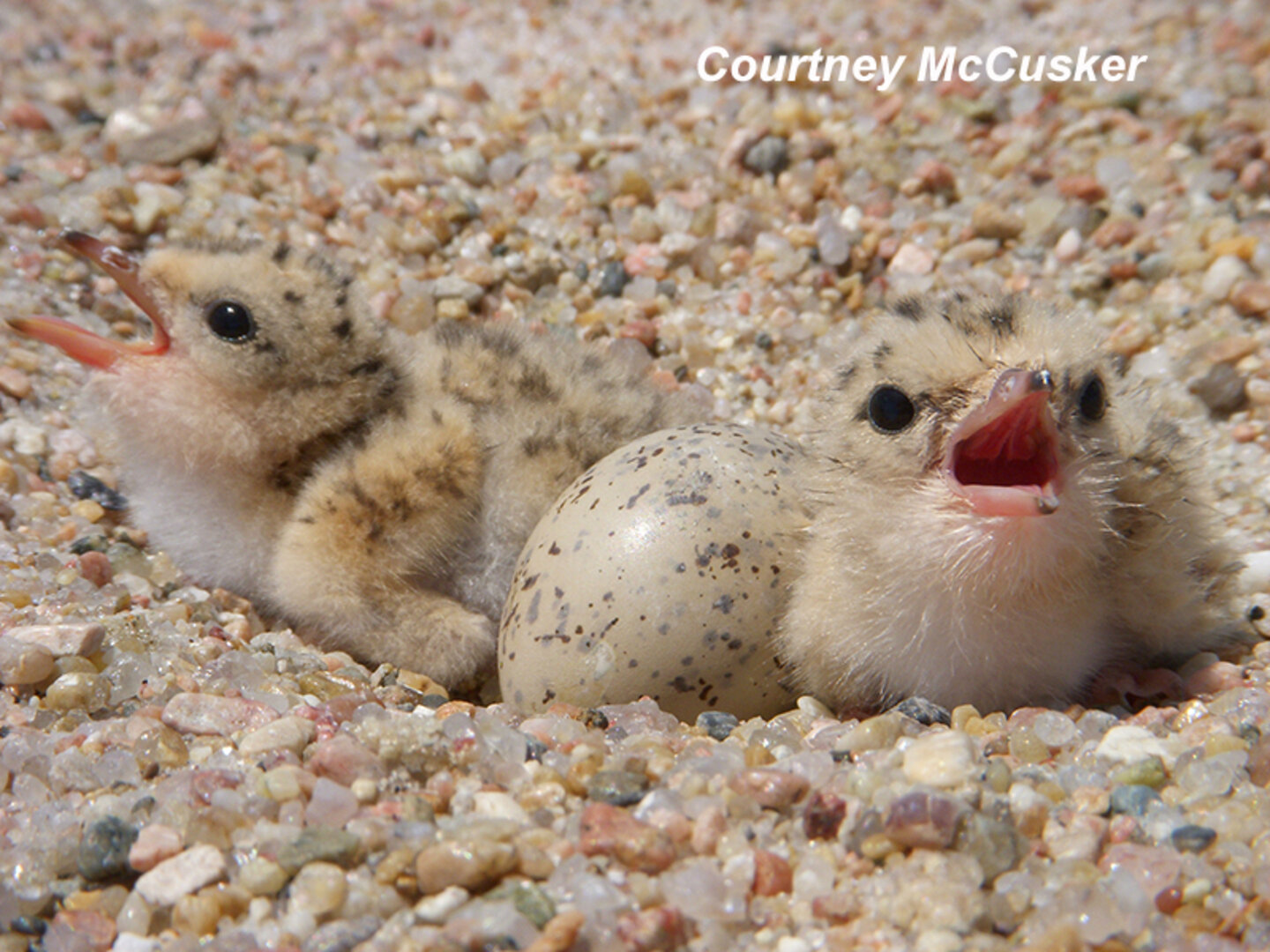 Piping Plover - Nest, Eggs, Chicks | Tern and Plover Conservation ...