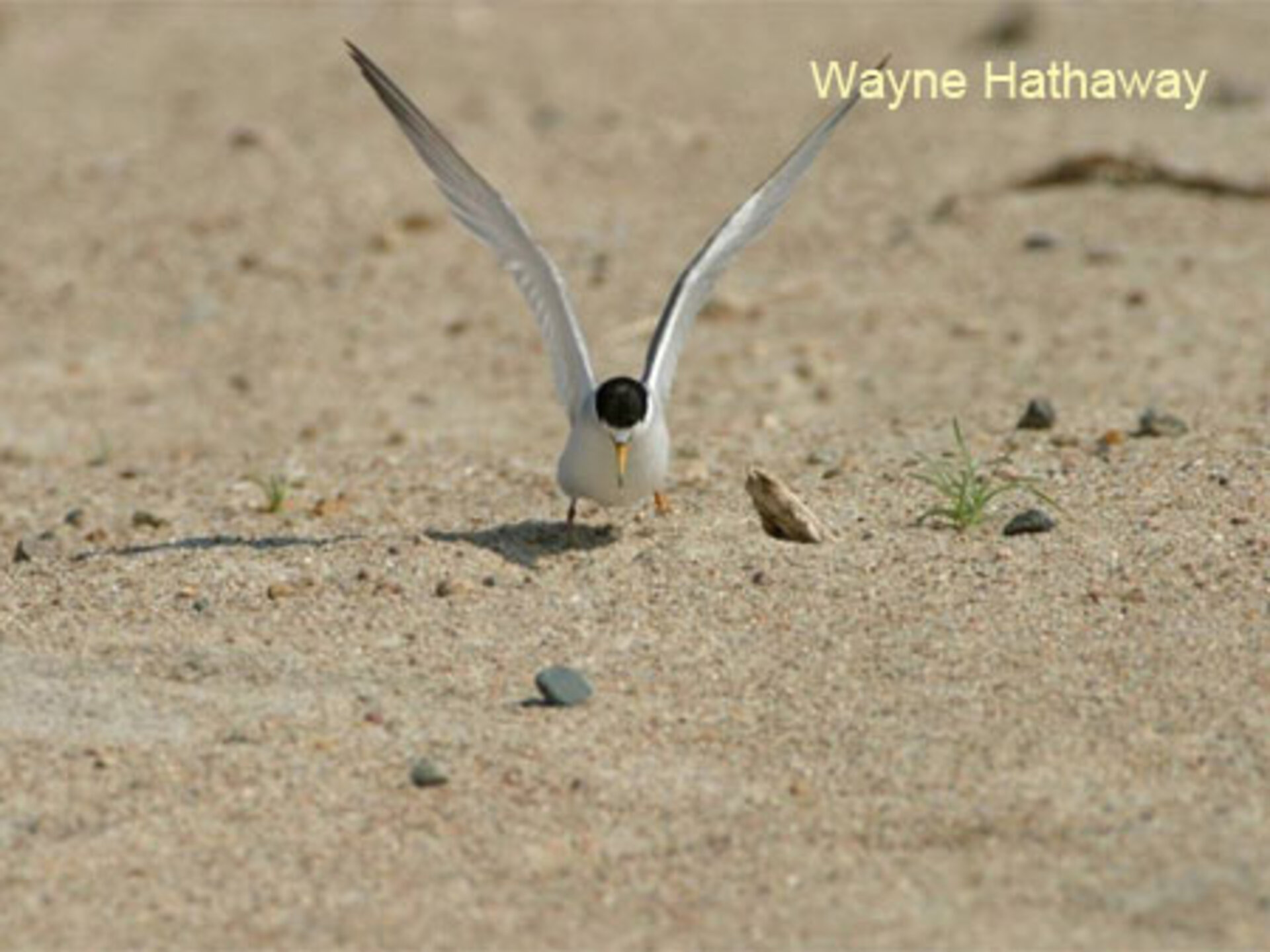 Interior Least Terns - Additional Images & Videos | Tern and Plover ...