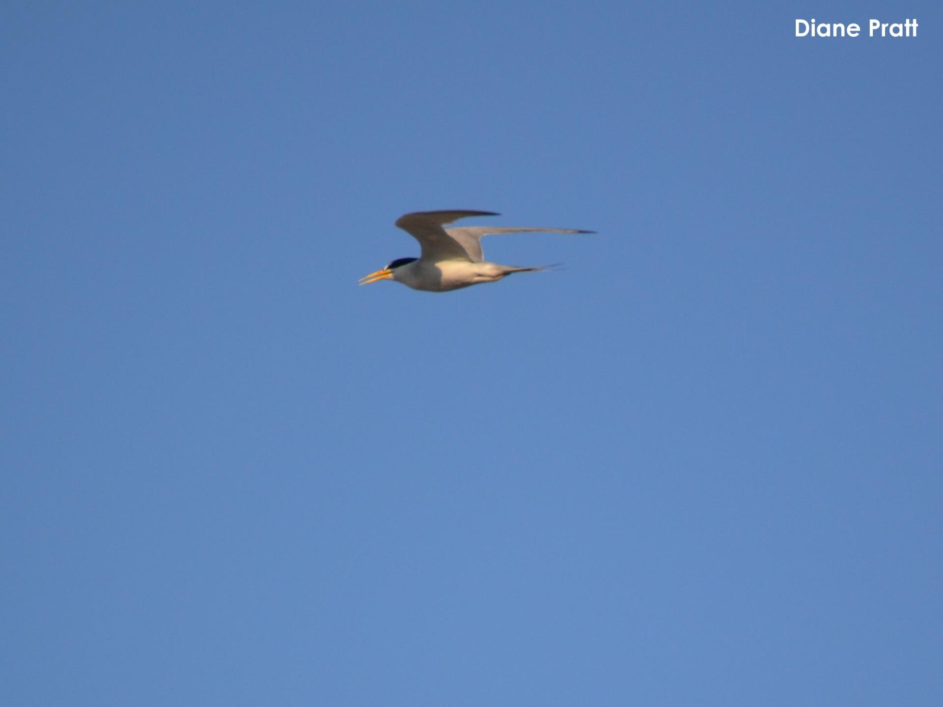 Interior Least Tern - Migration | Tern and Plover Conservation ...