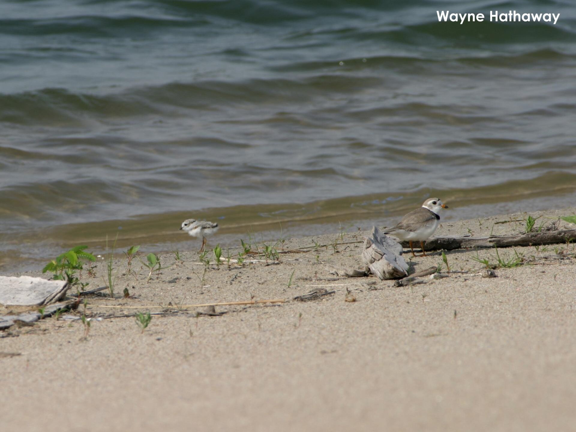 Piping Plover - Nest, Eggs, Chicks | Tern and Plover Conservation ...