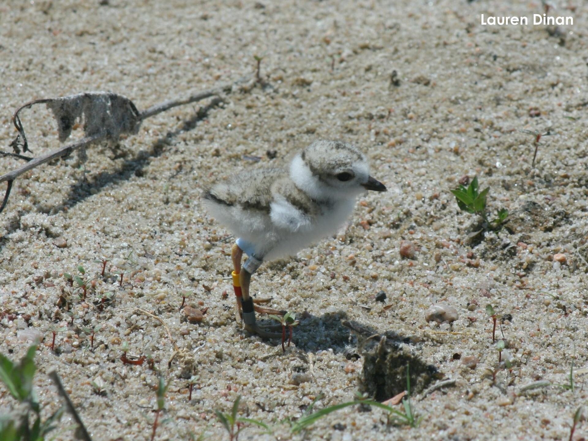 Piping Plover - Nest, Eggs, Chicks | Tern and Plover Conservation ...