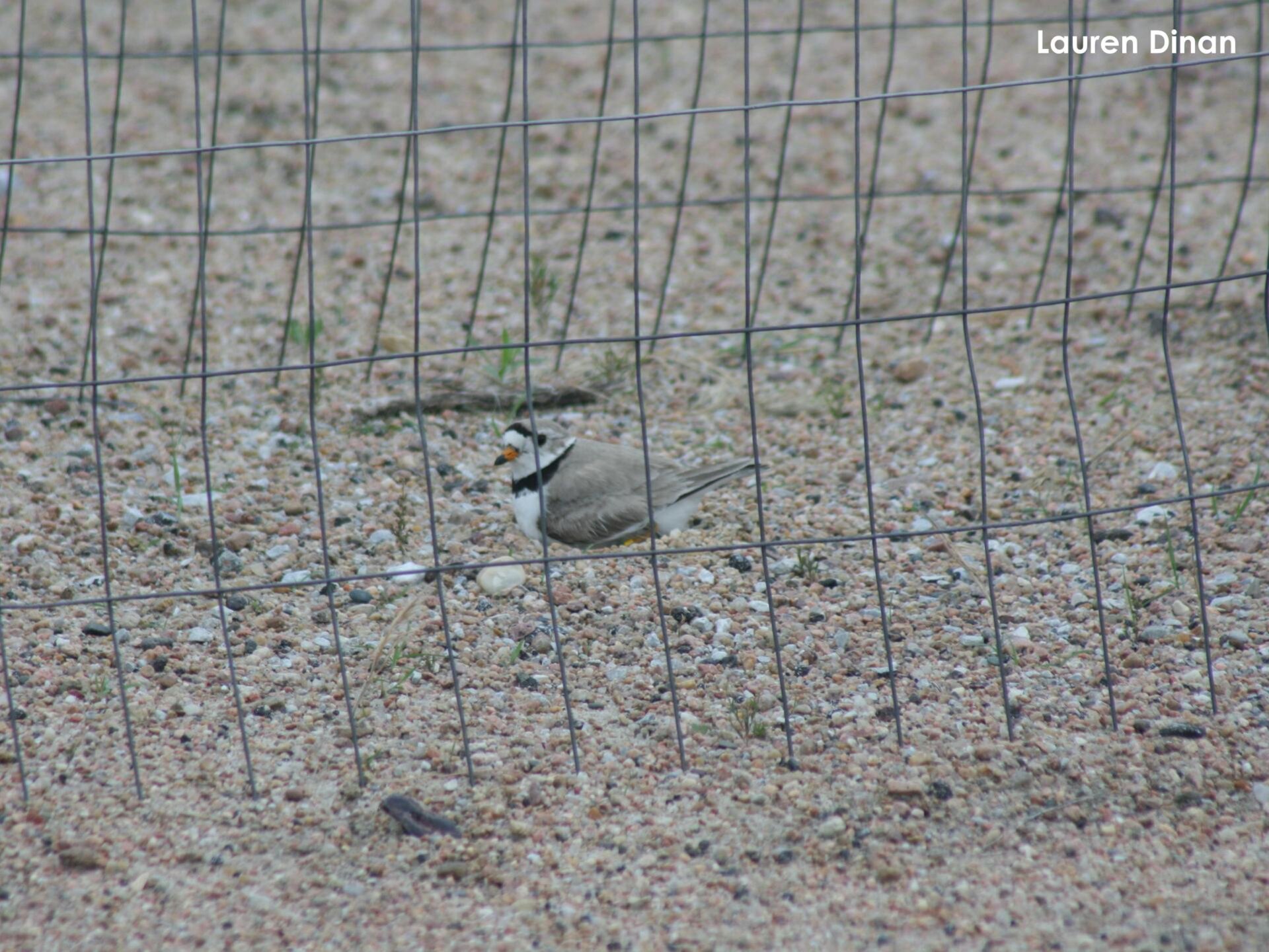 Protecting the Birds | Tern and Plover Conservation Partnership | Nebraska