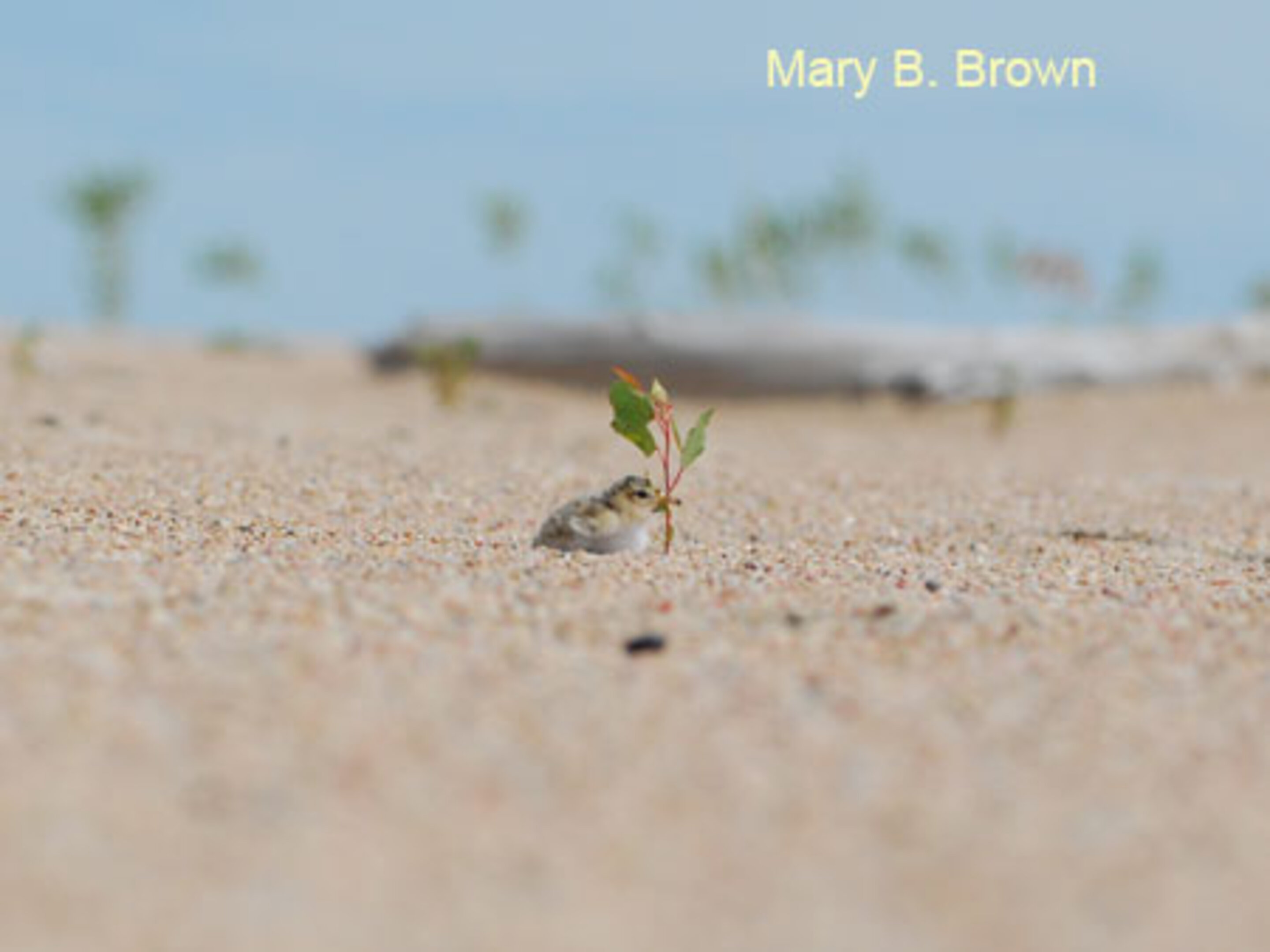 Interior Least Terns - Additional Images & Videos | Tern and Plover ...