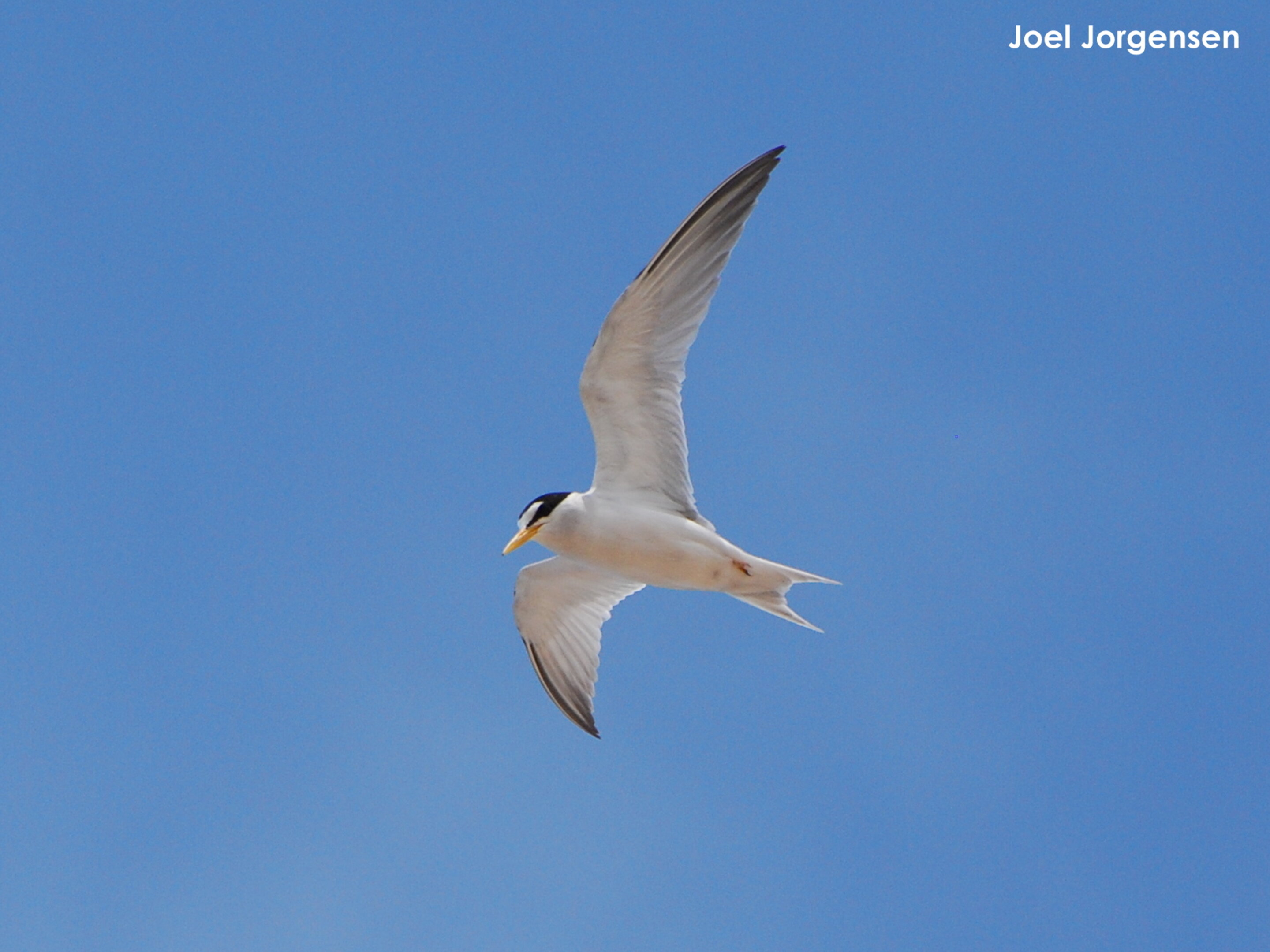 Interior Least Tern - Migration | Tern and Plover Conservation ...