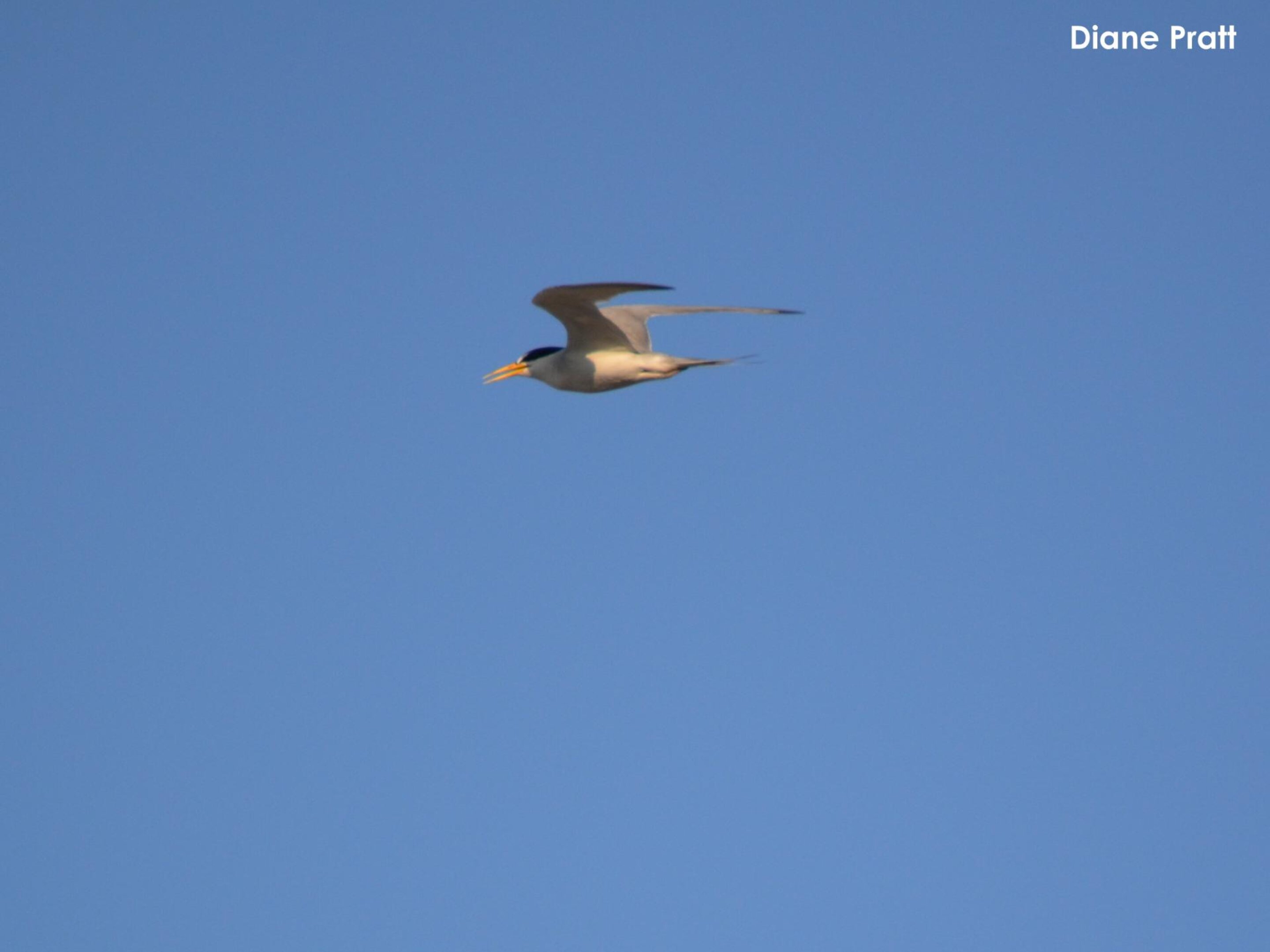 Interior Least Tern - Migration | Tern and Plover Conservation ...