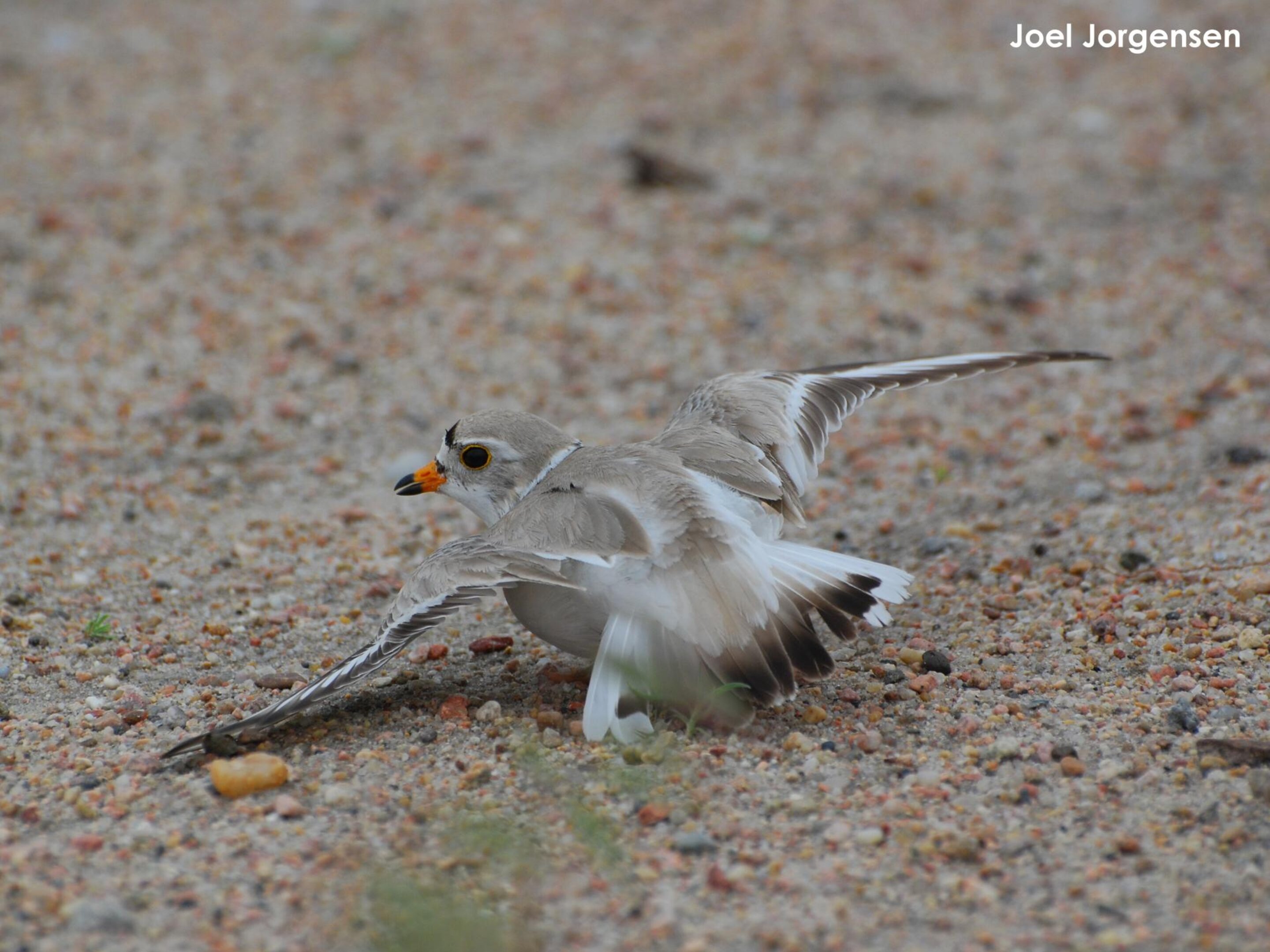Piping Plover - Nest, Eggs, Chicks | Tern and Plover Conservation ...