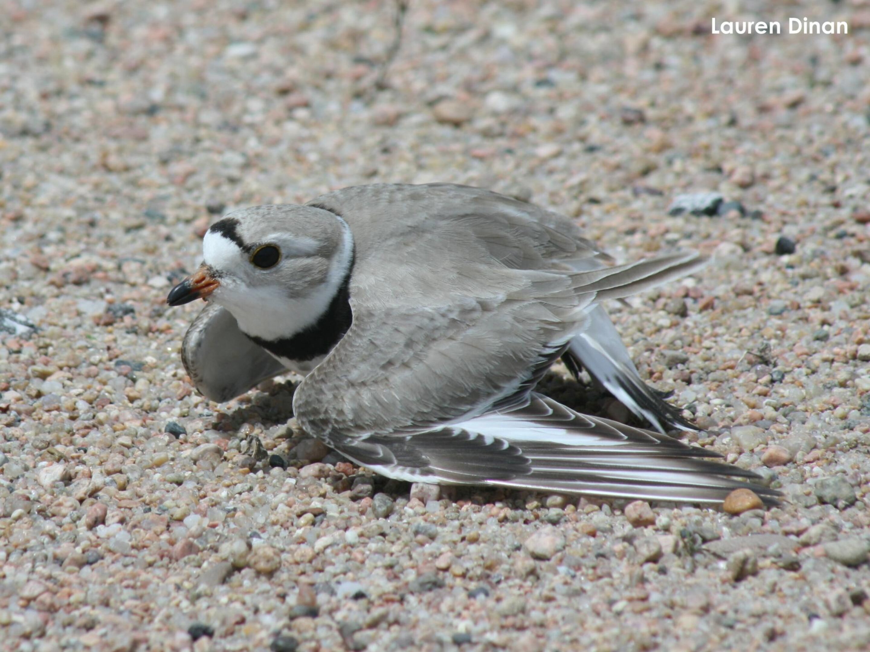 Piping Plover - Nest, Eggs, Chicks | Tern and Plover Conservation ...