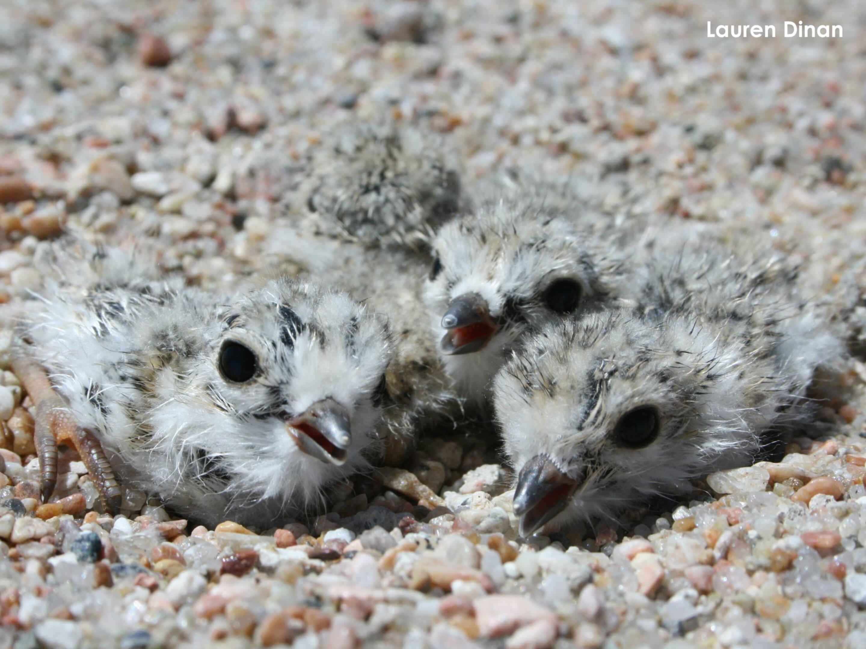 Piping Plover - Nest, Eggs, Chicks | Tern and Plover Conservation ...