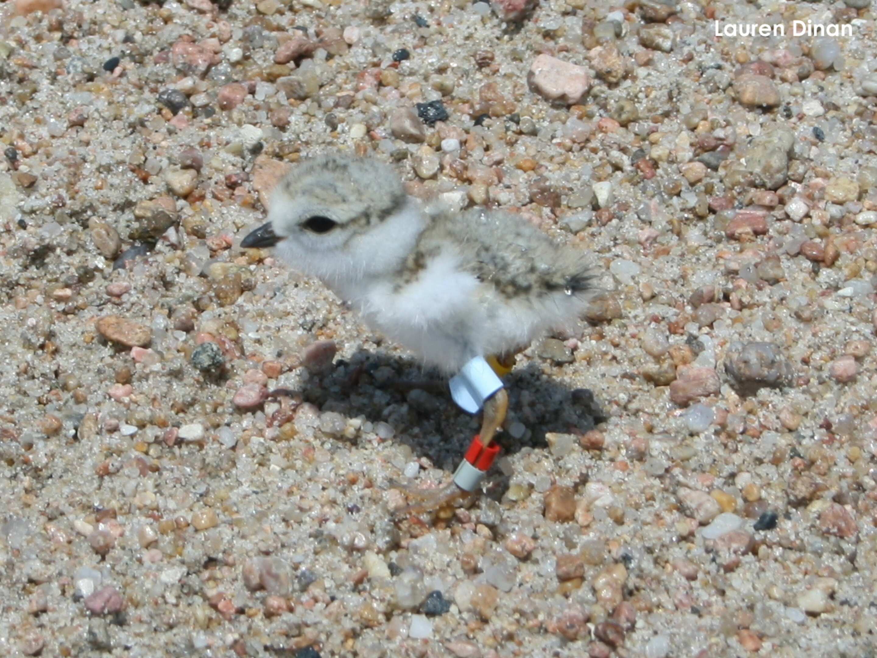 Piping Plover - Nest, Eggs, Chicks | Tern and Plover Conservation ...