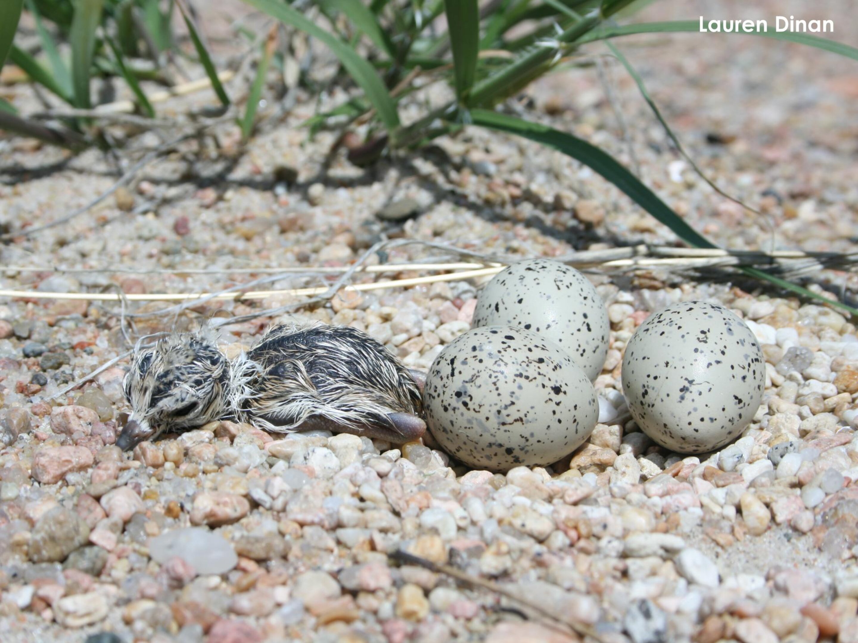 Piping Plover - Nest, Eggs, Chicks | Tern and Plover Conservation ...