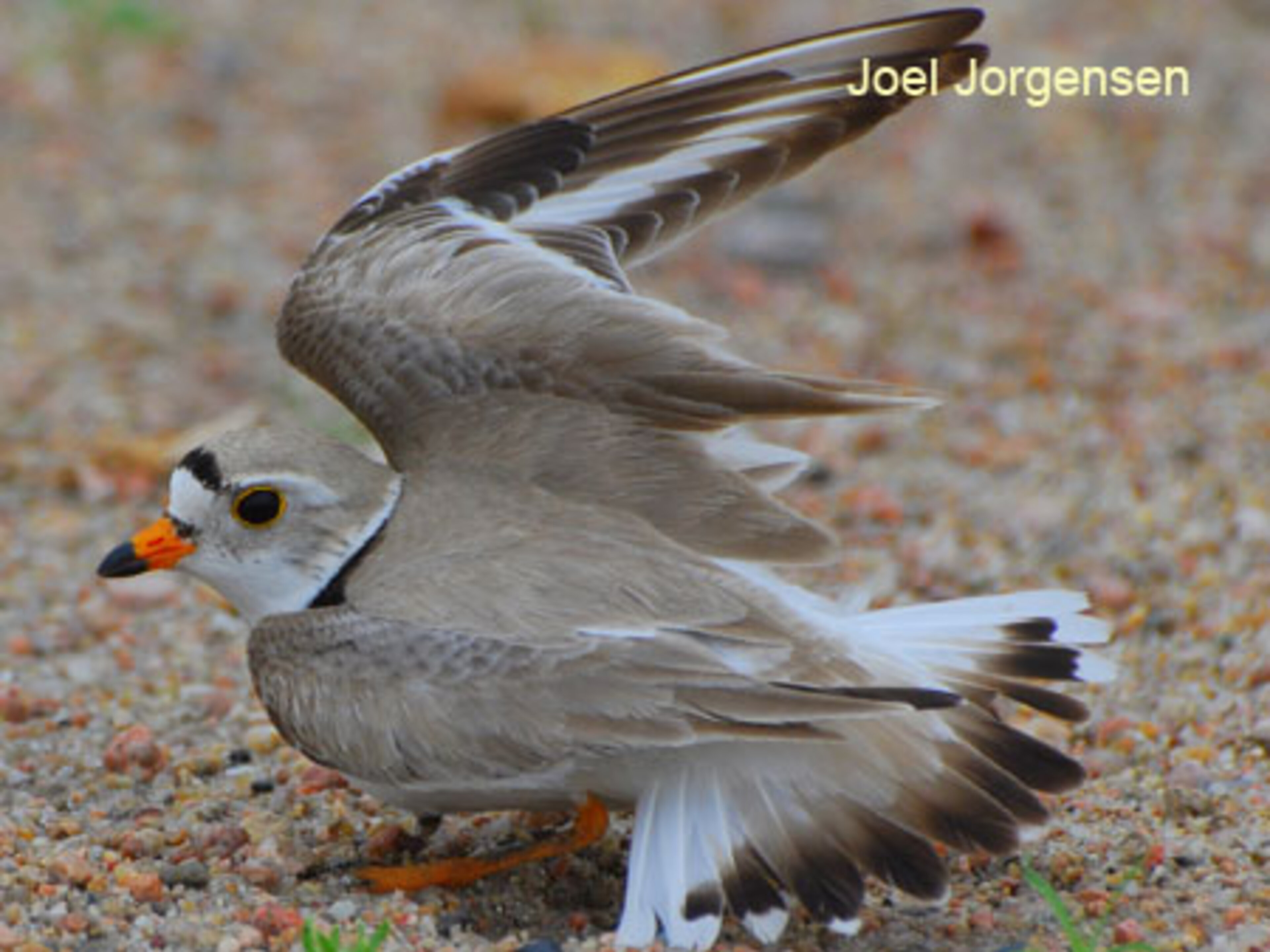 Tern and Plover Conservation Partnership | Nebraska