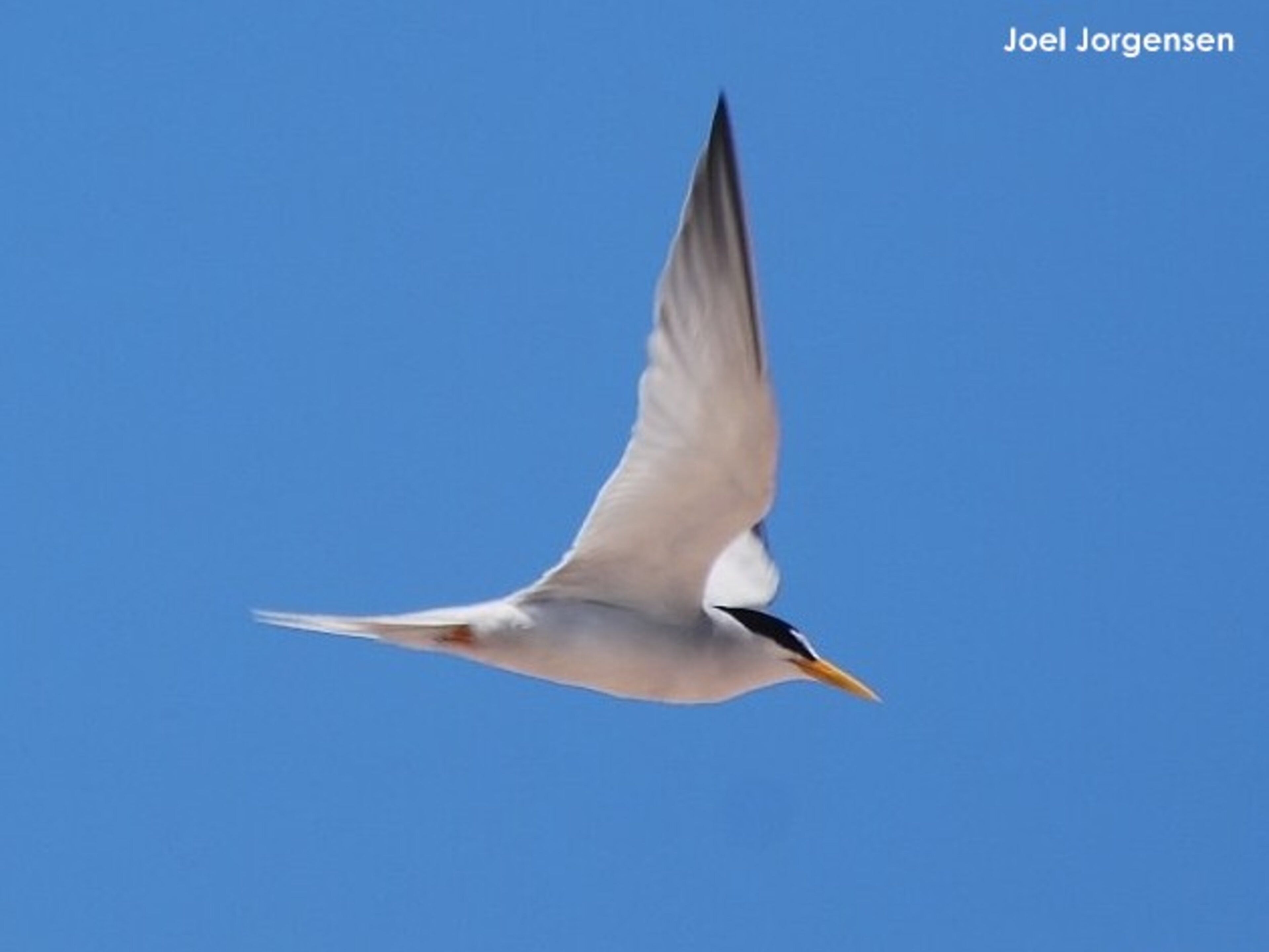 Interior Least Terns - Nest, Eggs, Chicks | Tern and Plover ...