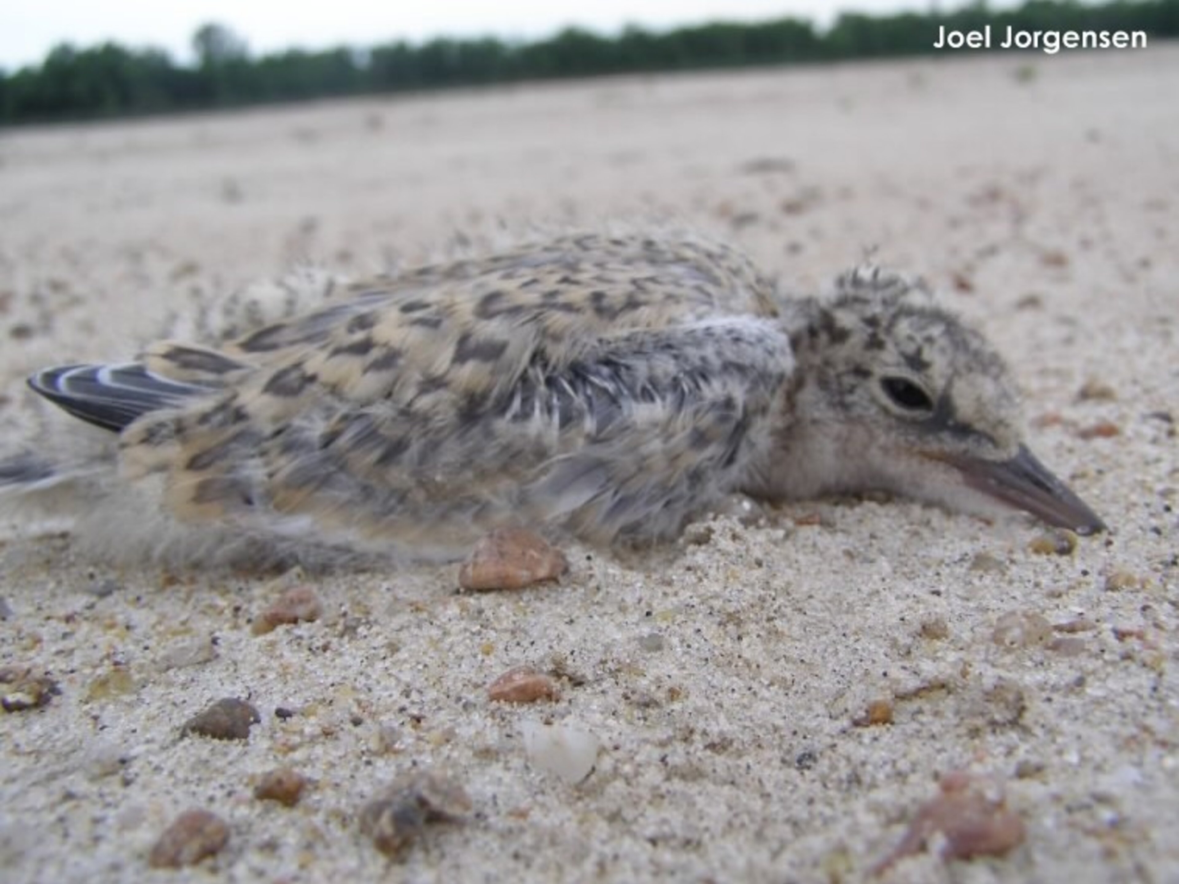 Interior Least Terns - Nest, Eggs, Chicks | Tern and Plover ...