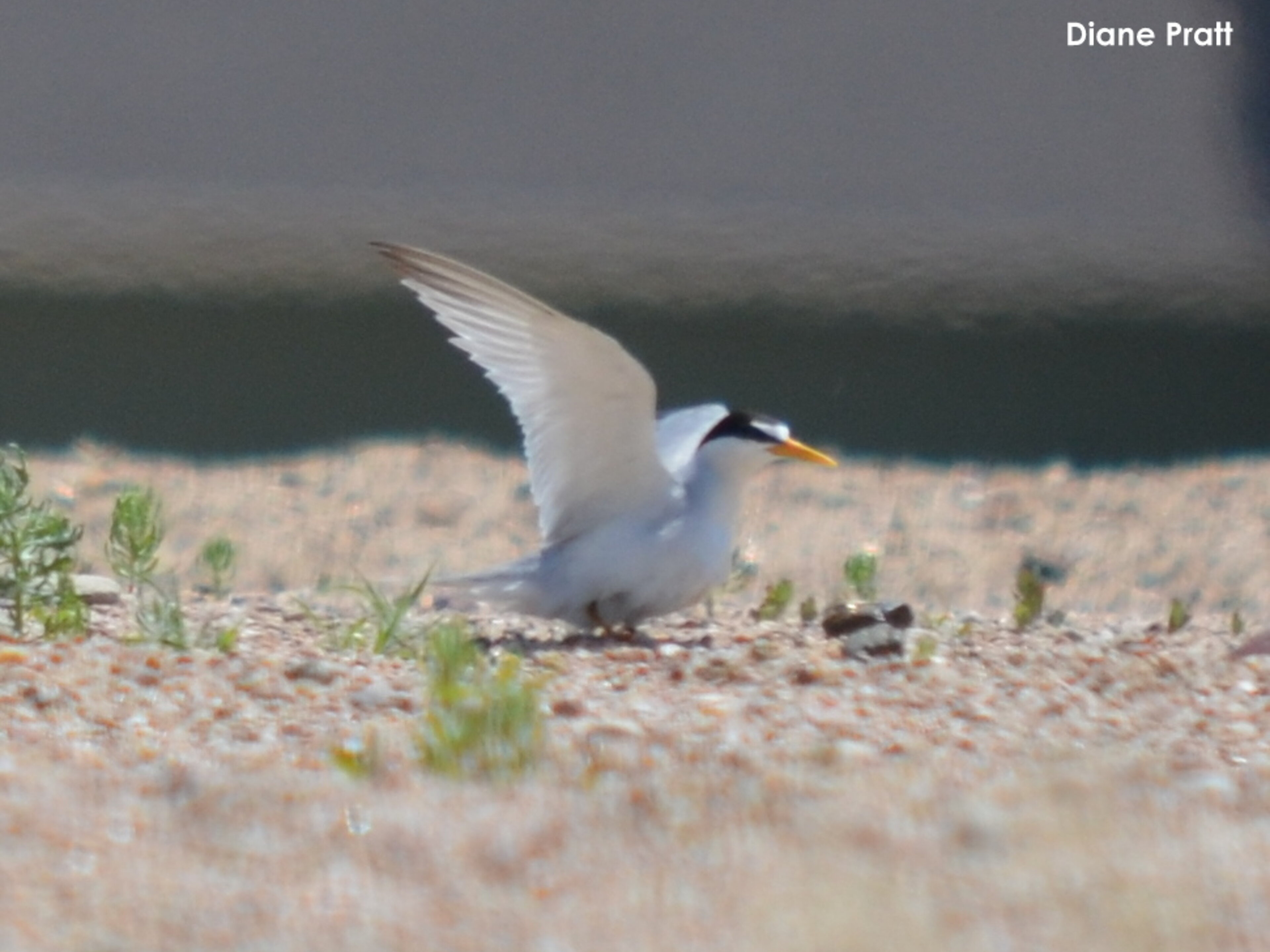 Interior Least Tern - Migration | Tern and Plover Conservation ...
