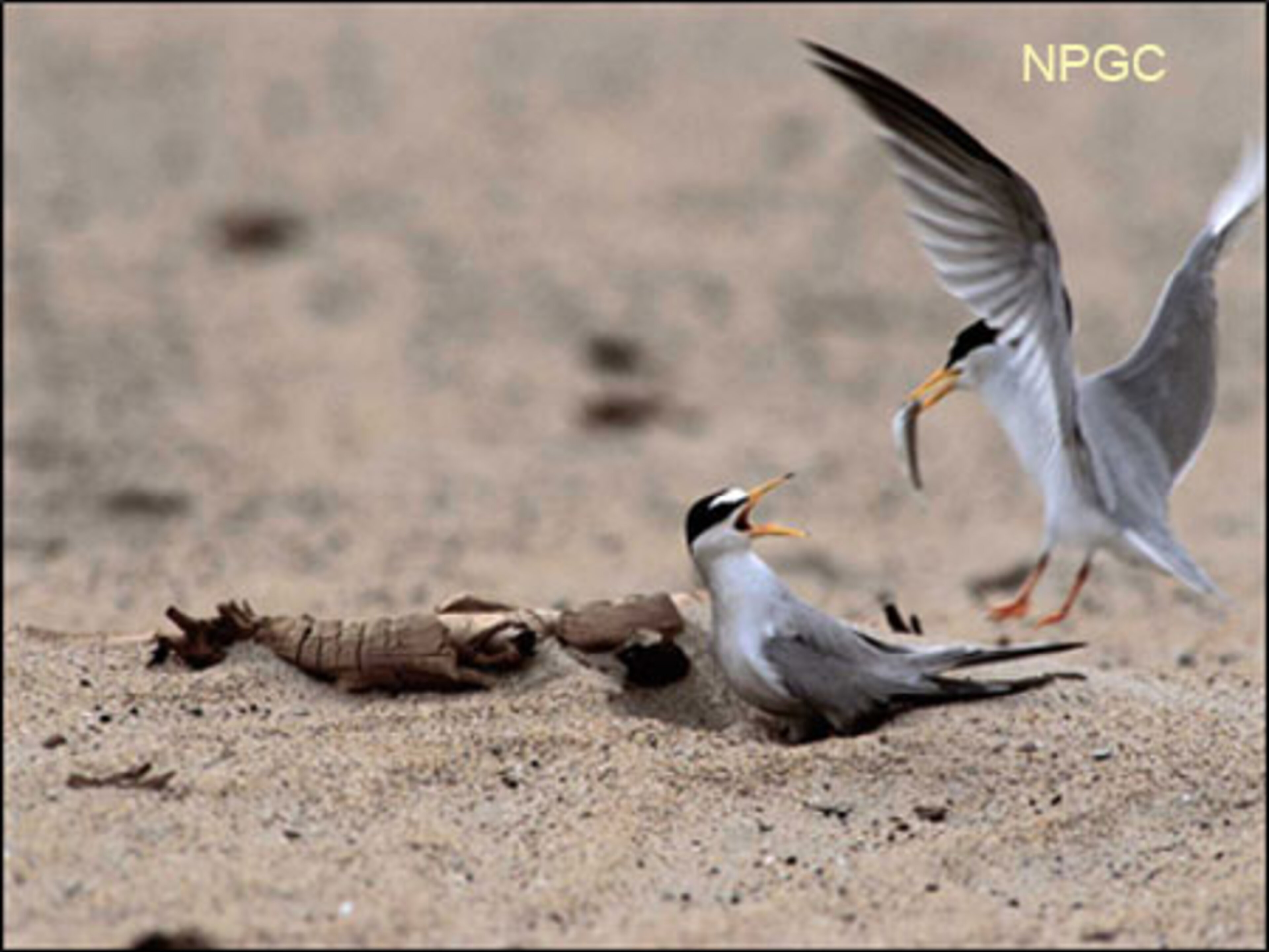 Interior Least Terns - Additional Images & Videos | Tern and Plover ...