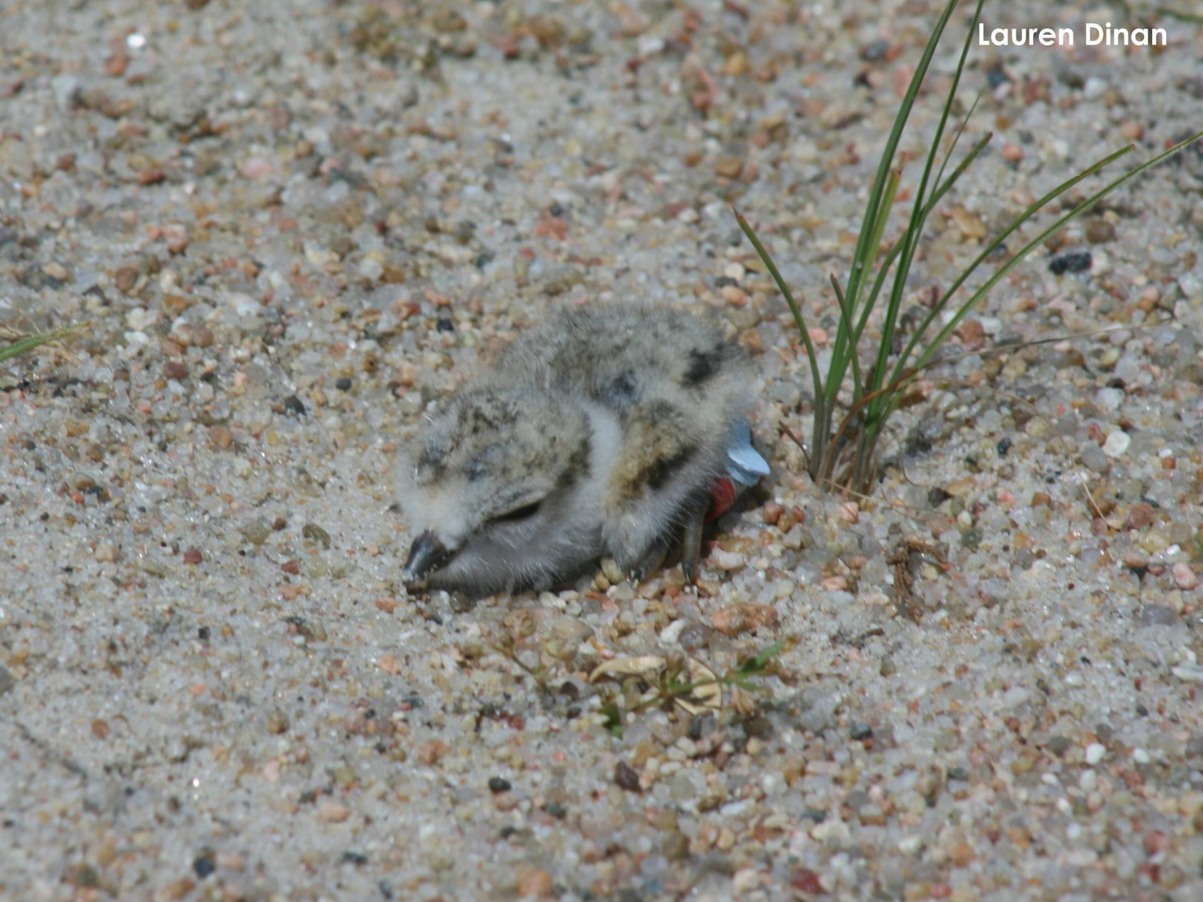 Piping Plover - Nest, Eggs, Chicks | Tern and Plover Conservation ...