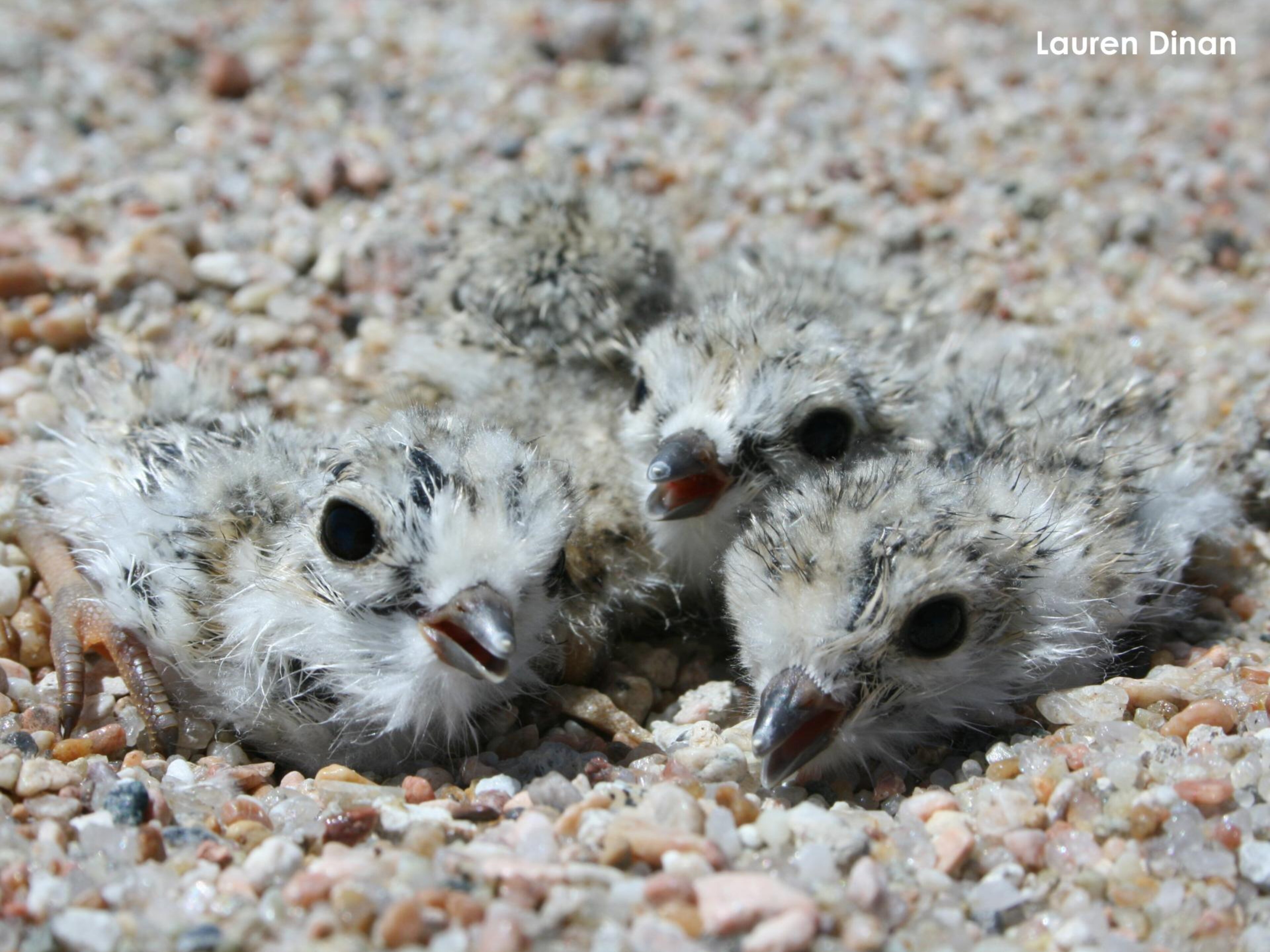 Piping Plover - Nest, Eggs, Chicks | Tern and Plover Conservation ...