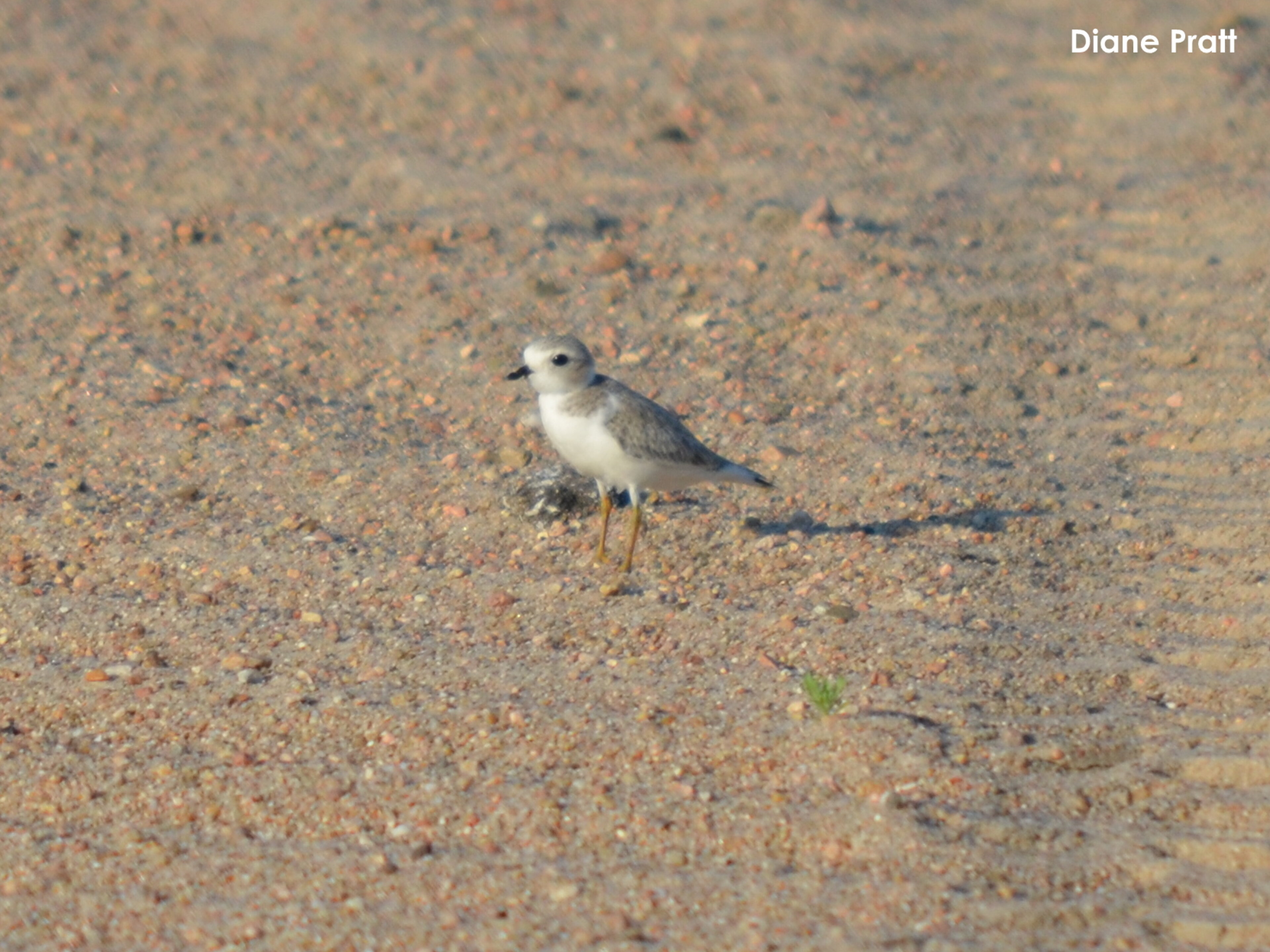 Piping Plover - Nest, Eggs, Chicks | Tern and Plover Conservation ...