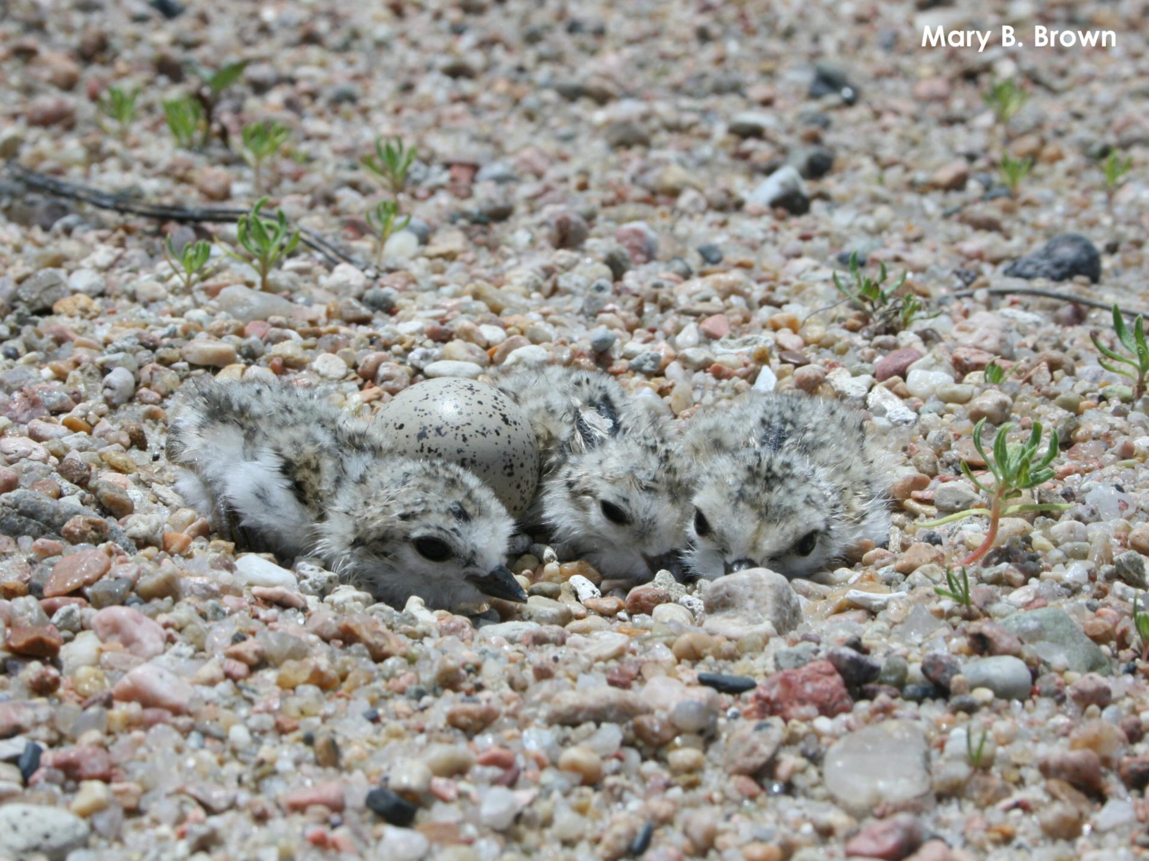 Piping Plover - Nest, Eggs, Chicks | Tern and Plover Conservation ...