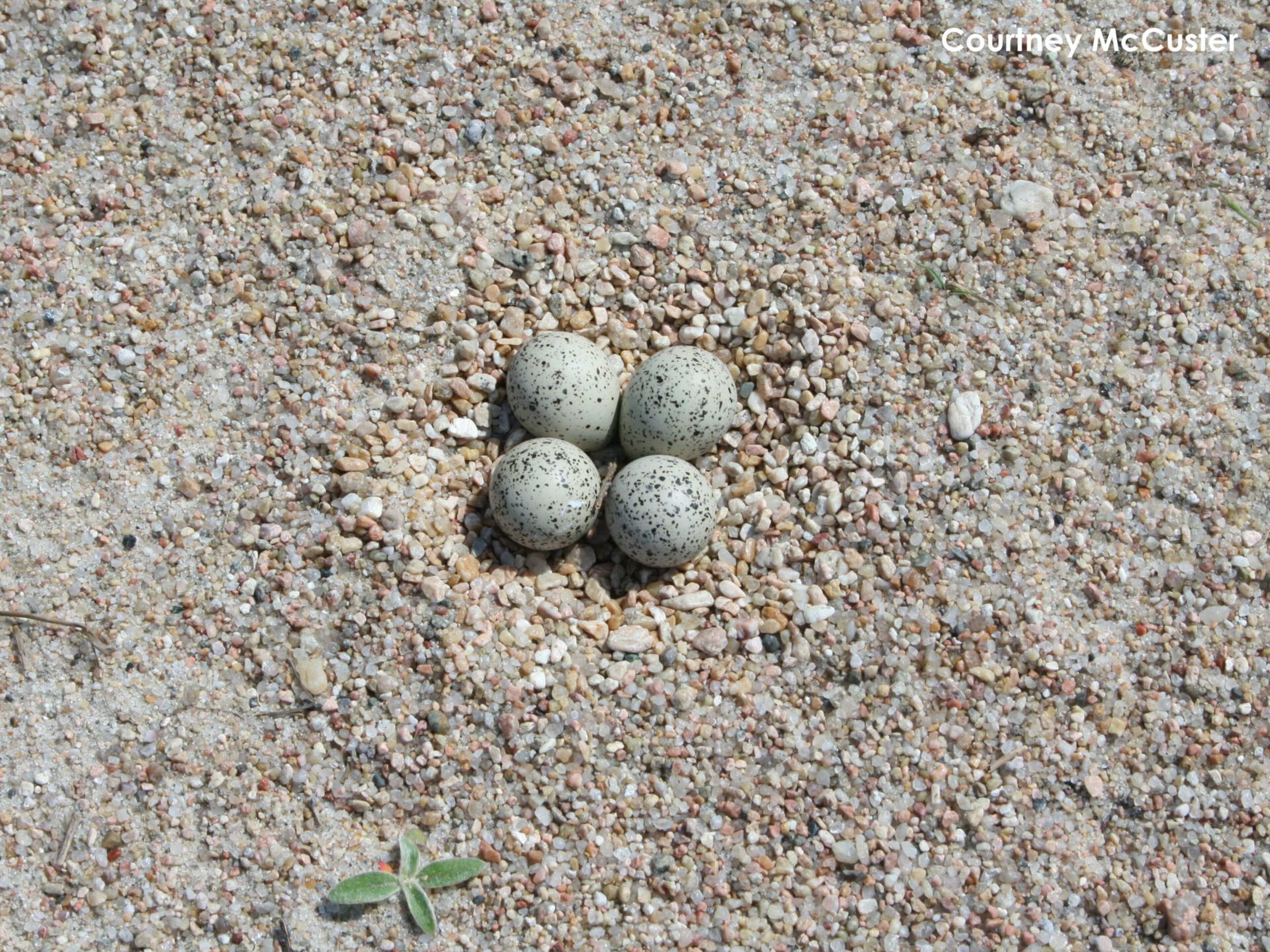 Piping Plover - Nest, Eggs, Chicks | Tern and Plover Conservation ...