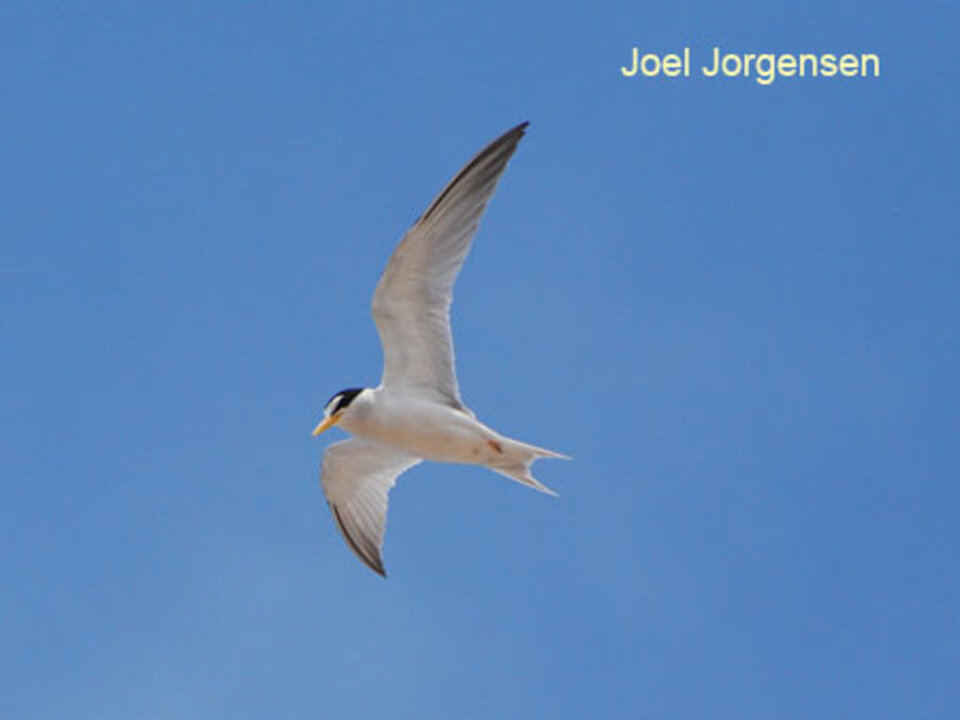 Tern and Plover Conservation Partnership | Nebraska