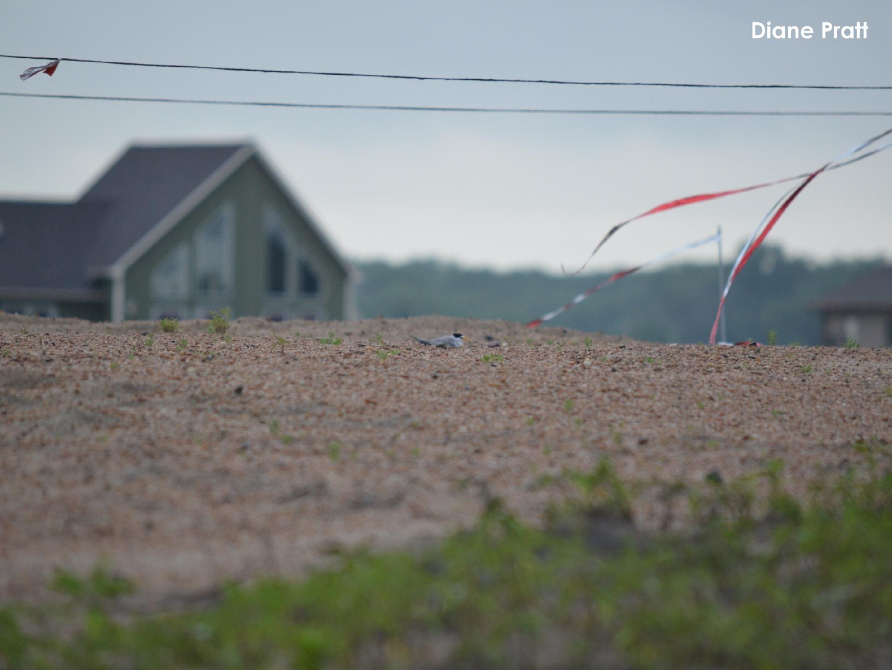 Lake Shore Housing Developments | Tern and Plover Conservation ...