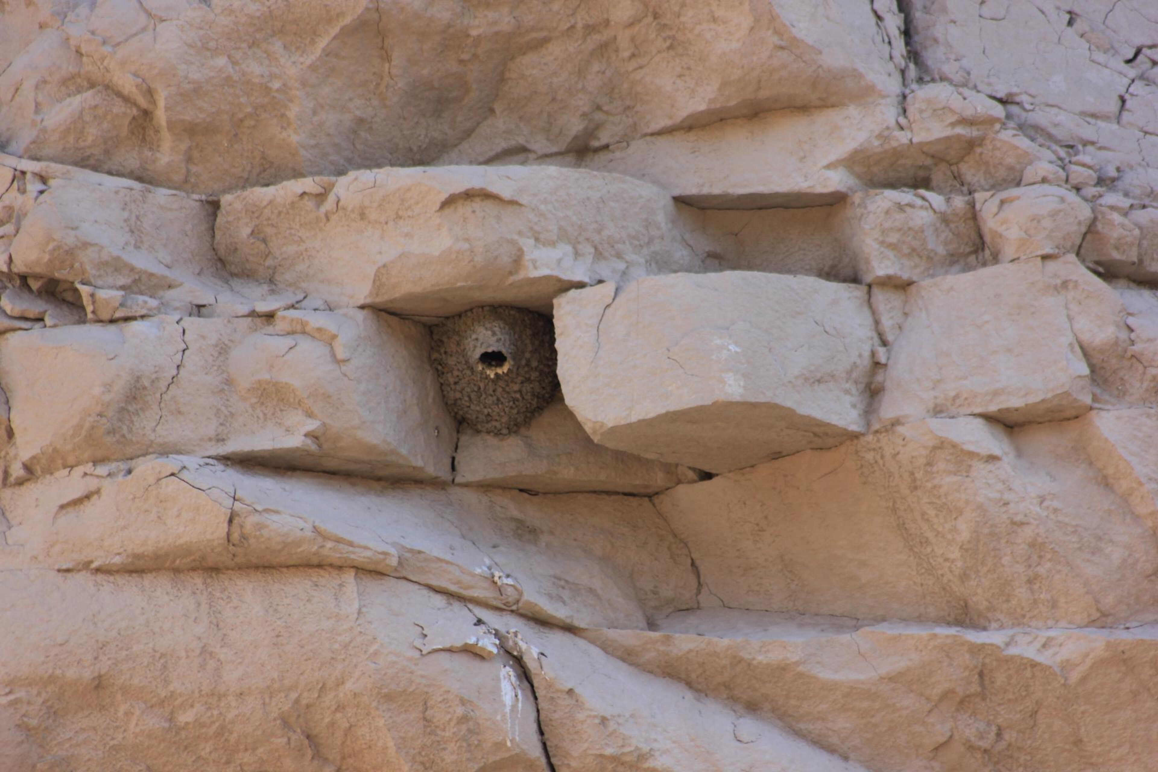 Cliff Swallows - Nest & Reproduction | Tern and Plover Conservation ...
