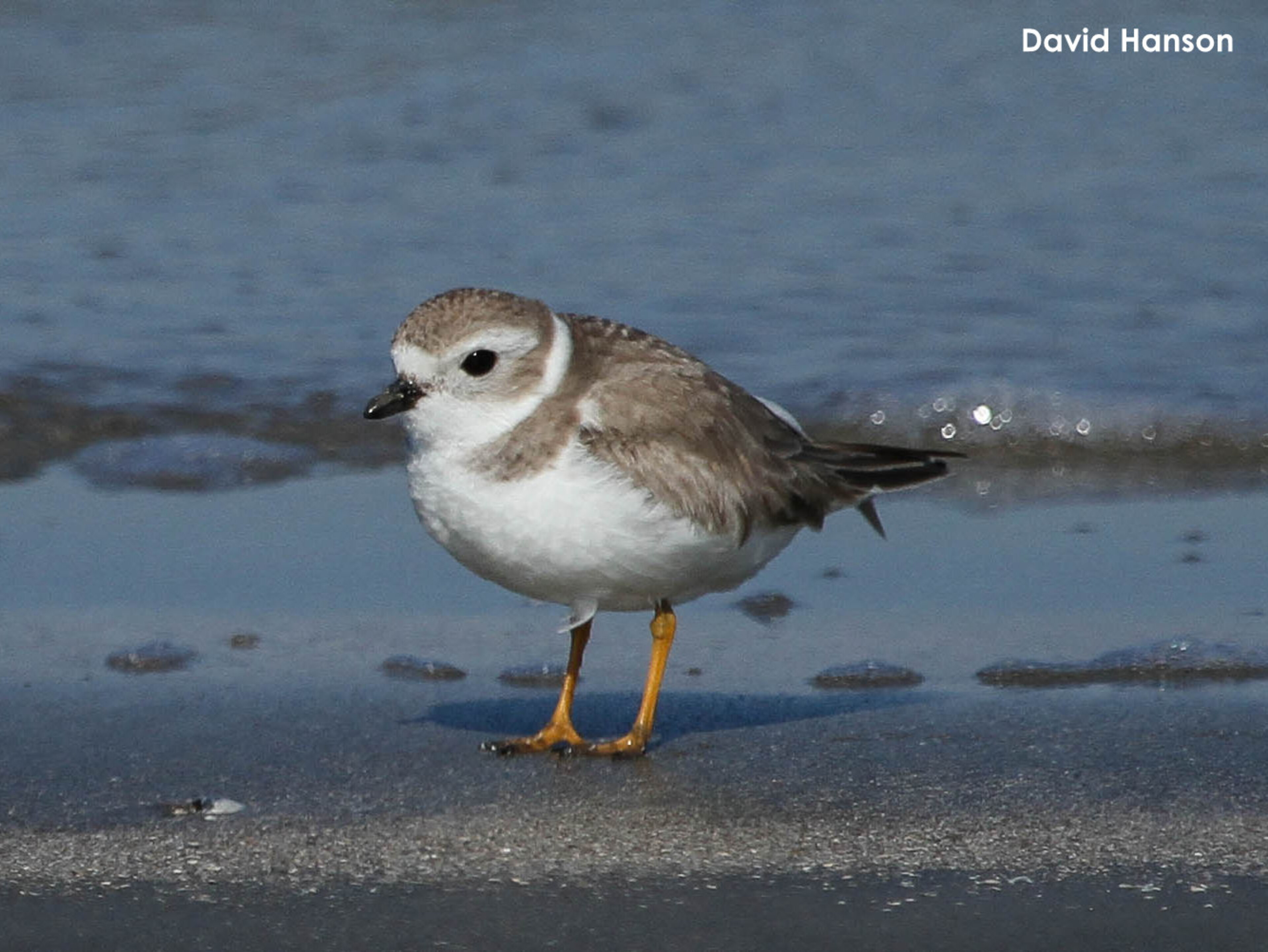 Piping Plover | Tern and Plover Conservation Partnership | Nebraska