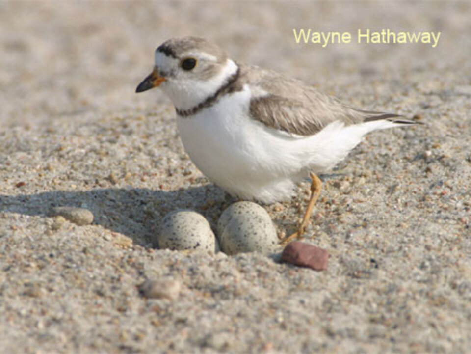 Annual Reports | Tern and Plover Conservation Partnership | Nebraska